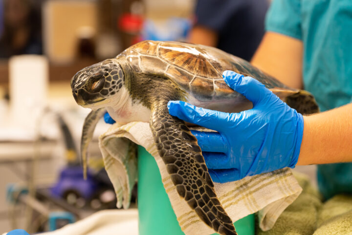 Georgia Sea Turtle Center • Jekyll Island, Georgia • Vacation ...