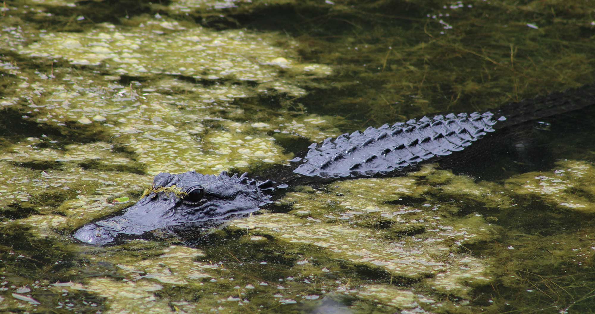 American alligators • Jekyll Island, Georgia • Vacation, Conservation ...
