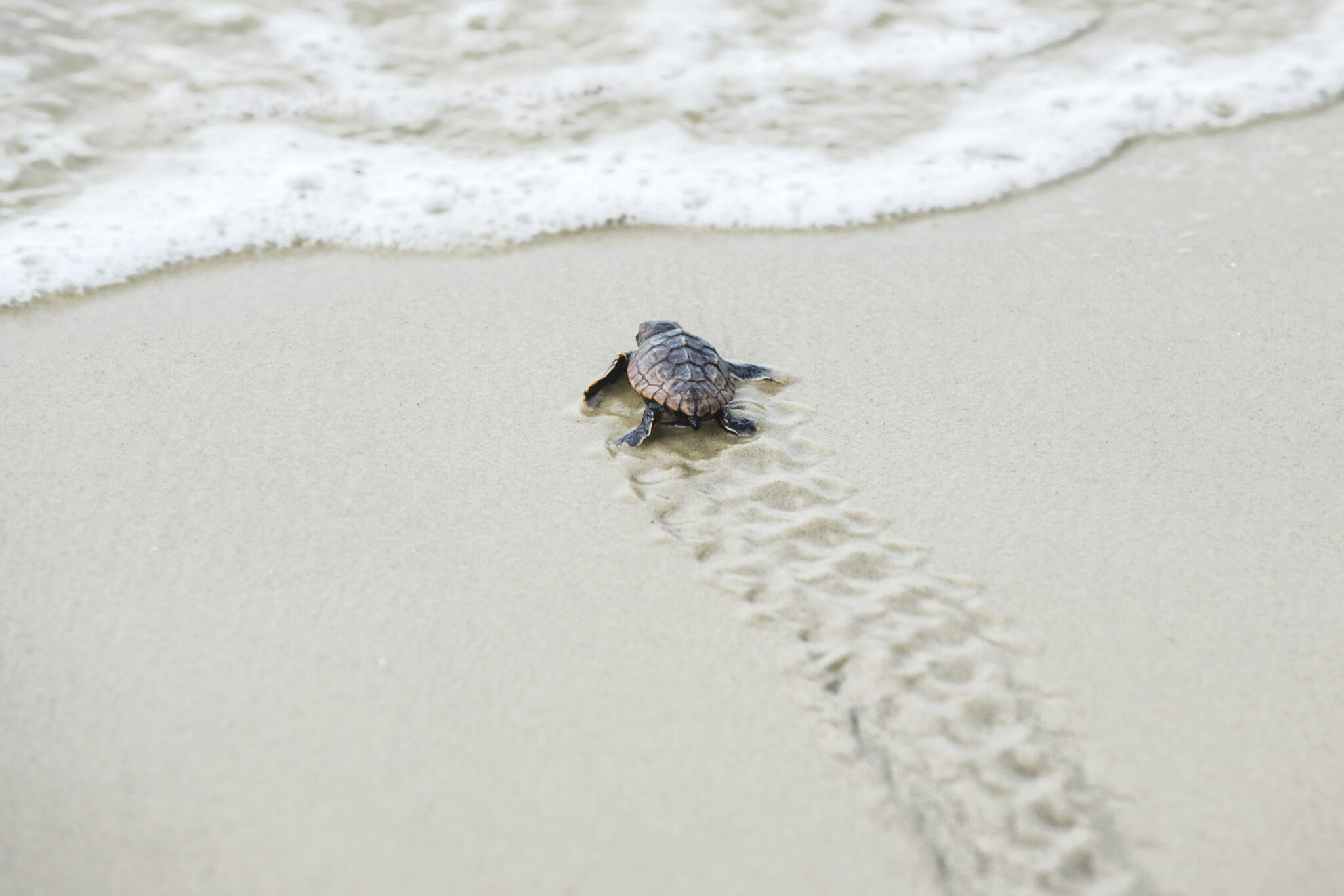 Seven Ways to Help Sea Turtles When You Visit During Sea Turtle Season ...