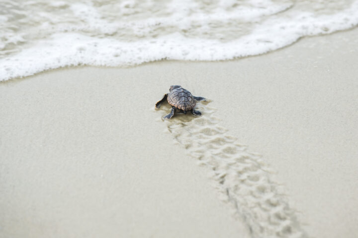 Seven Ways to Help Sea Turtles When You Visit During Sea Turtle Season ...