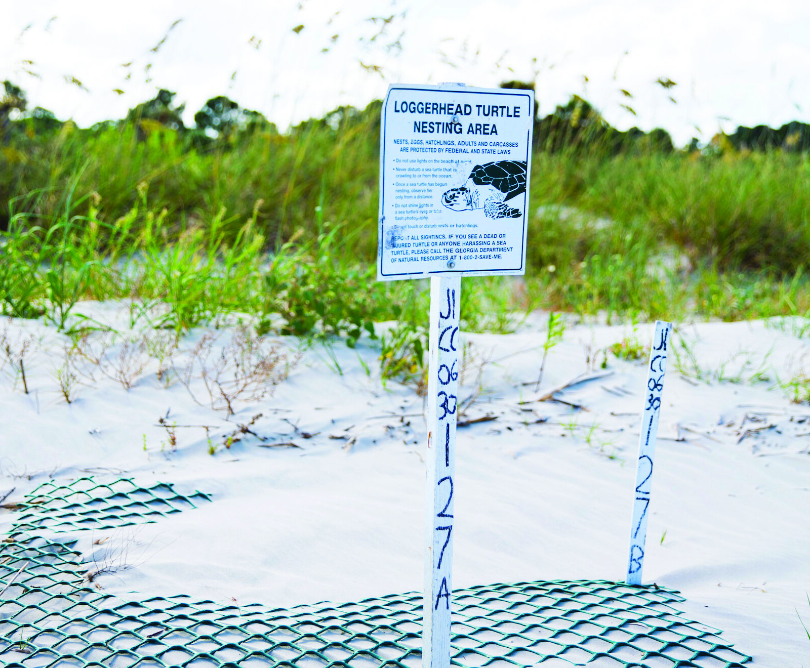 Seven Ways to Help Sea Turtles When You Visit During Sea Turtle Season ...