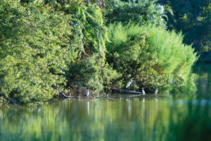 Where to Bird Watch • Jekyll Island, Georgia • Vacation, Conservation ...