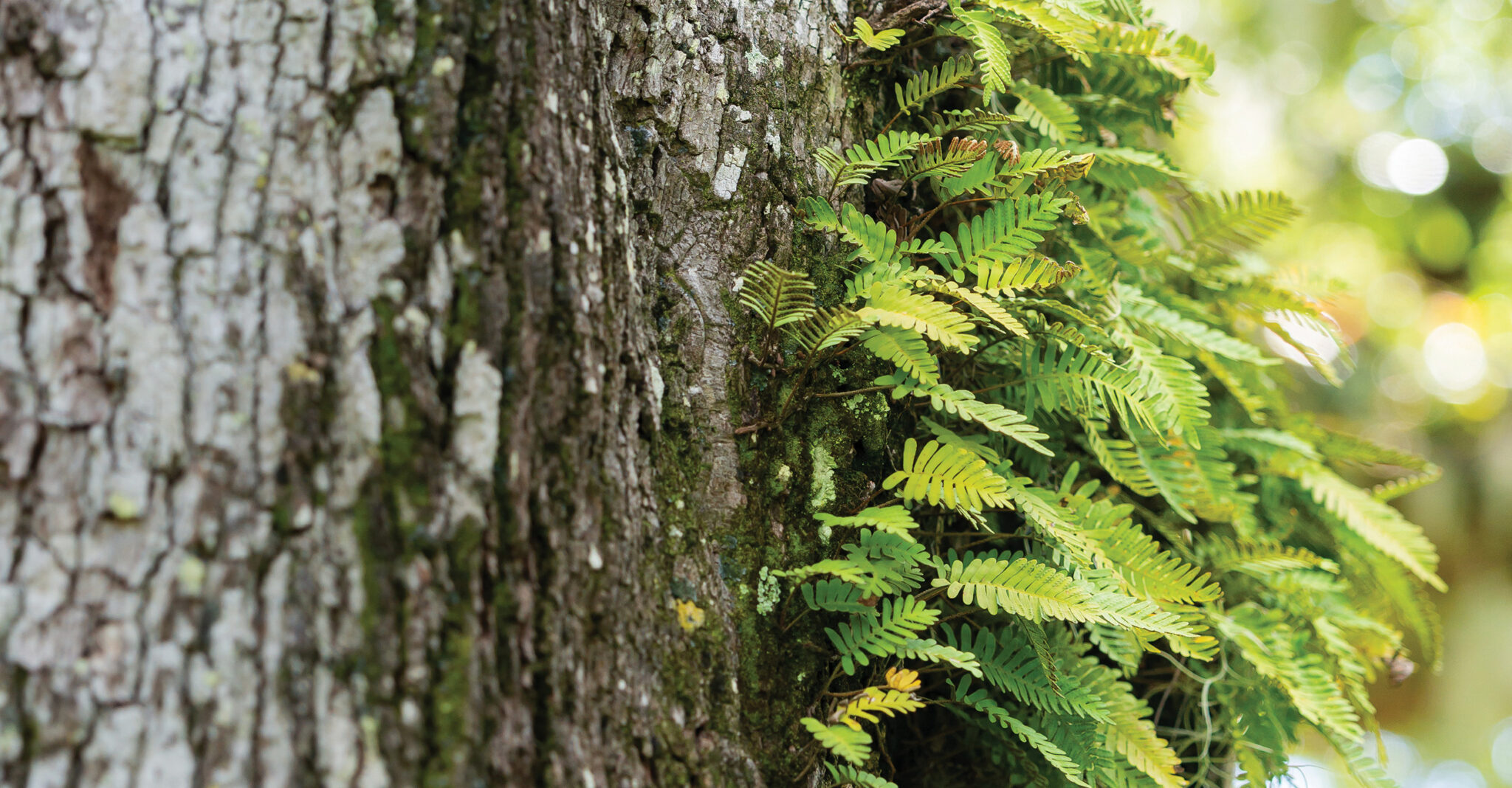 Resurrection Fern • Jekyll Island, Georgia • Vacation, Conservation ...