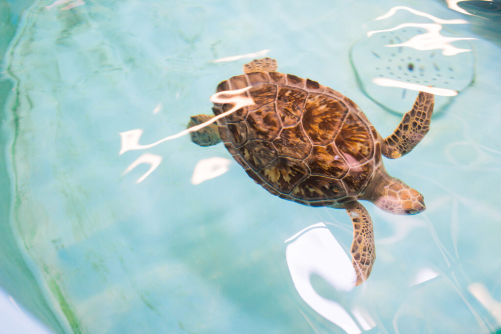 Scute's School • Jekyll Island, Georgia • Vacation, Conservation, and ...