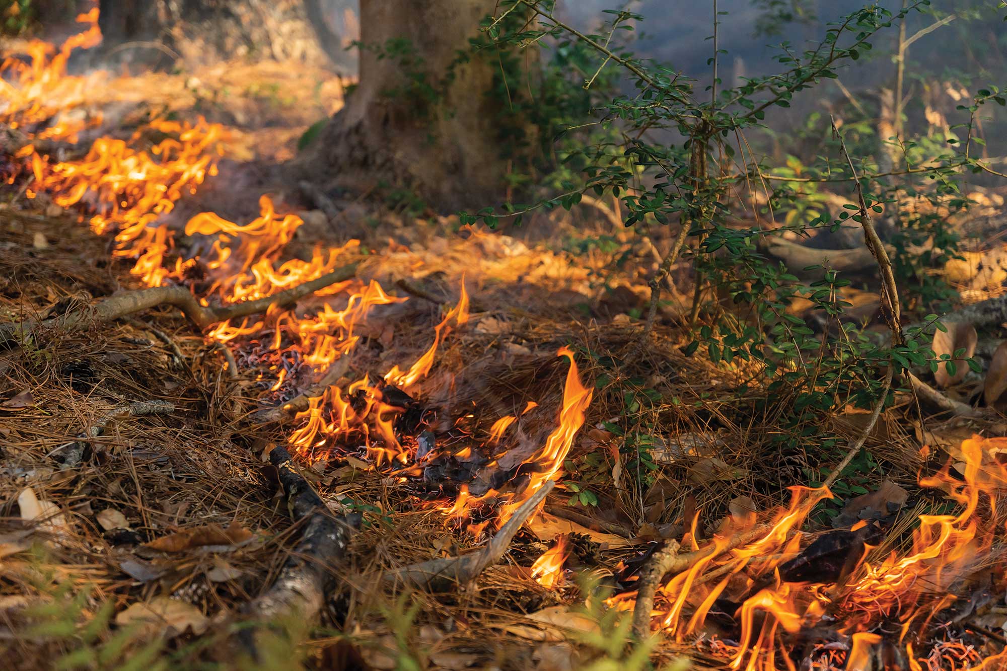 A Cleansing Fire • Jekyll Island, Georgia • Vacation, Conservation, and ...