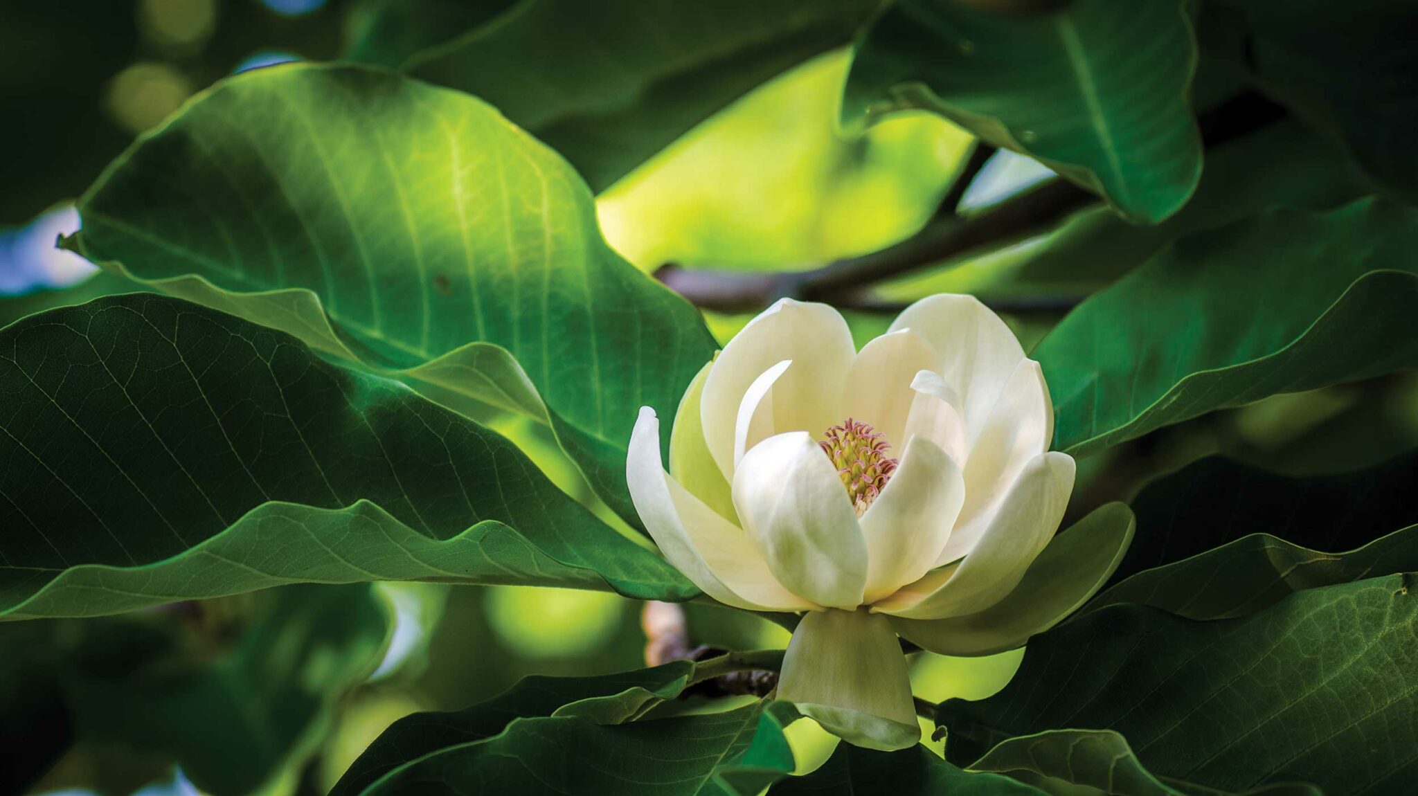 The Mighty Magnolia • Jekyll Island, Georgia • Vacation, Conservation ...