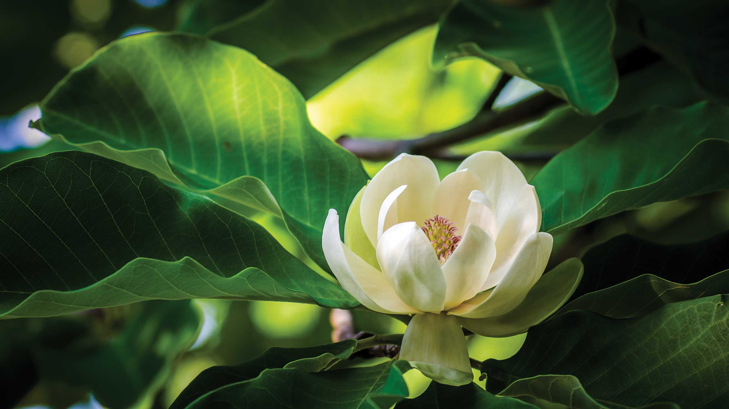 The Mighty Magnolia • Jekyll Island, Georgia • Vacation, Conservation ...