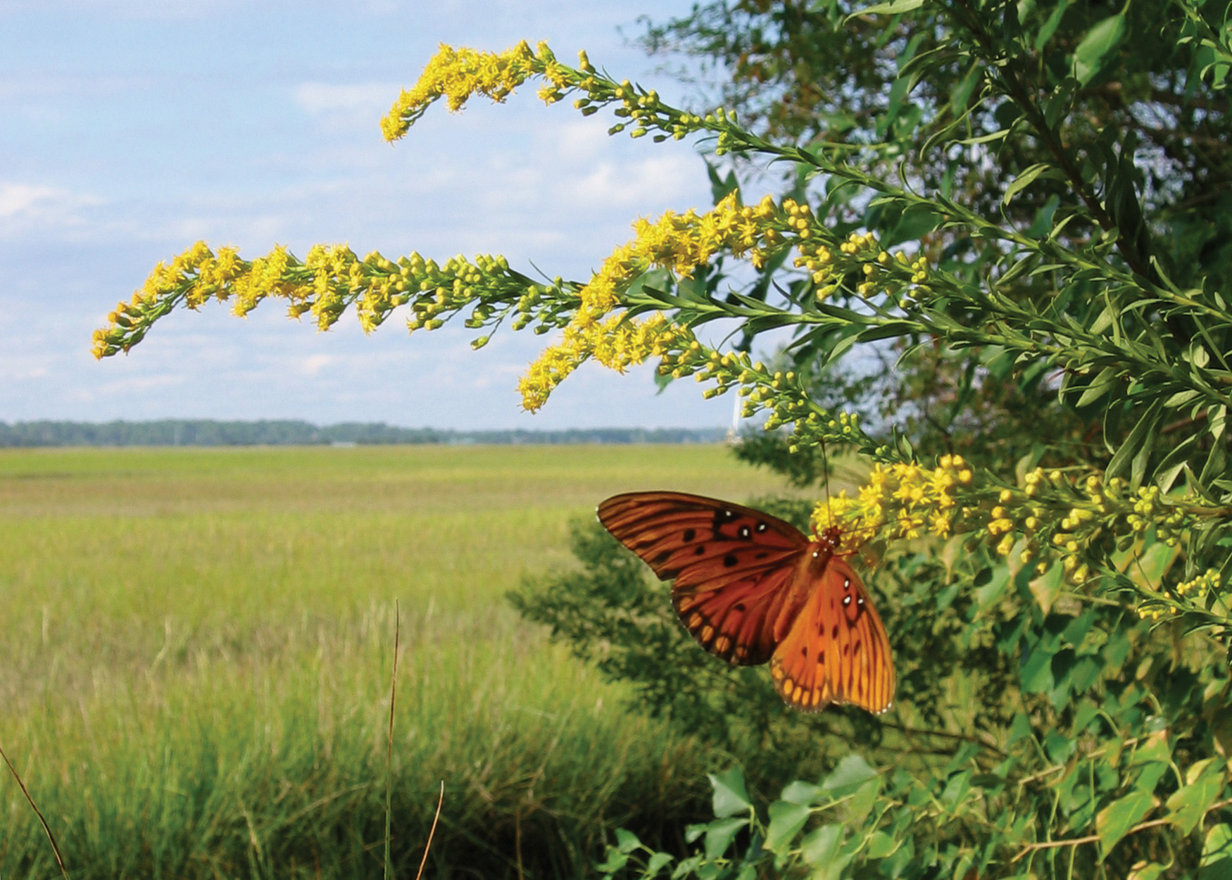 Coastal Twist on Leaf Peeping: Five Jekyll Island Coastal Color ...