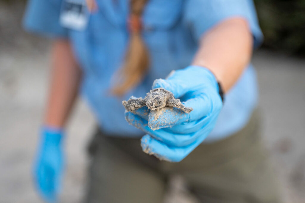 Seven Ways to Help Sea Turtles When You Visit During Sea Turtle Season ...