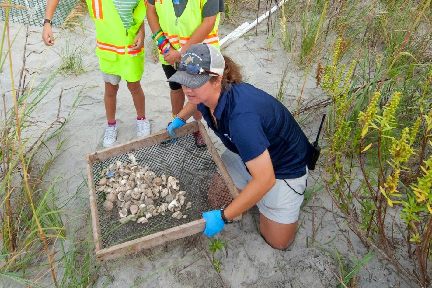 A Complete Guide to Sea Turtle Season on Jekyll Island • Jekyll Island ...