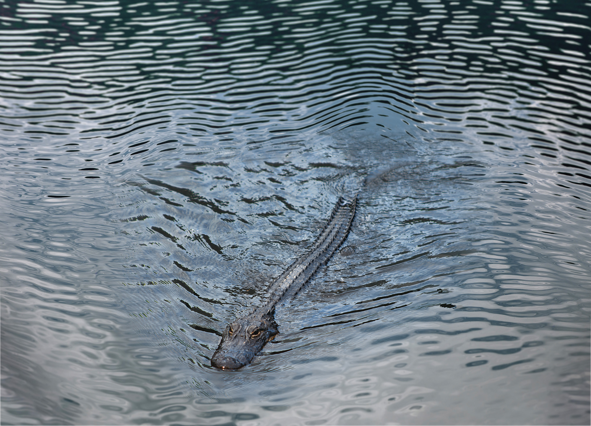 A Gator's Tale • Jekyll Island, Georgia • Vacation, Conservation, and ...