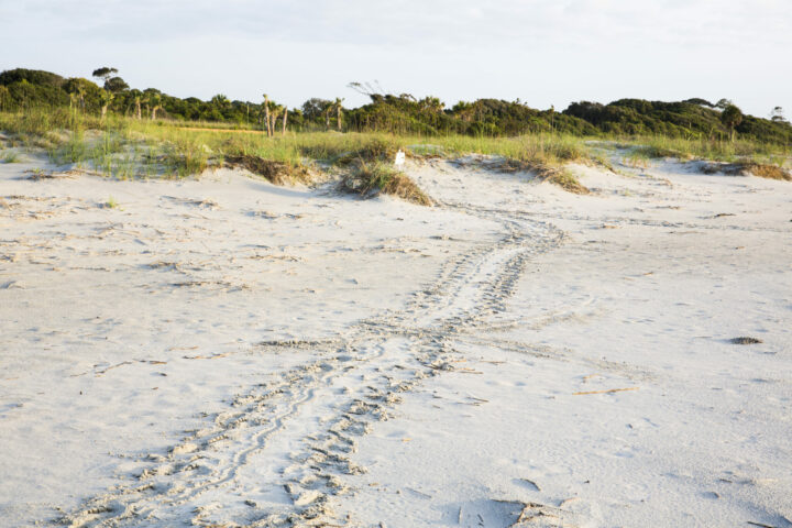 Georgia Sea Turtle Center • Jekyll Island, Georgia • Vacation ...
