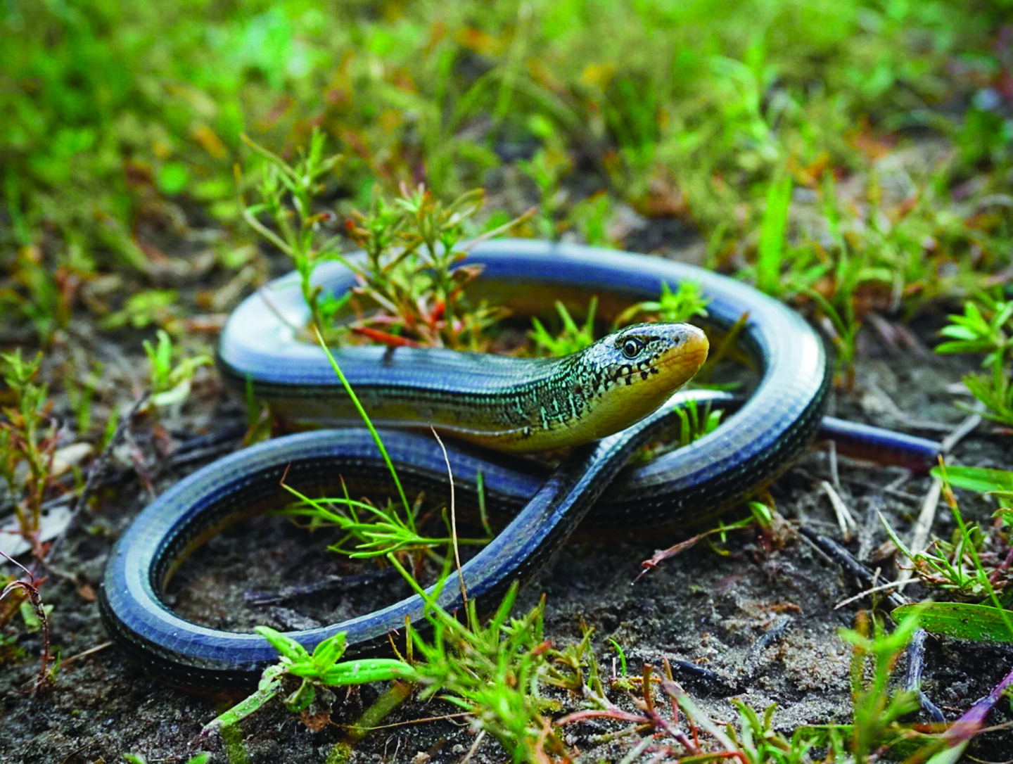 Snake, Lizard, or Both? • Jekyll Island, Georgia • Vacation ...
