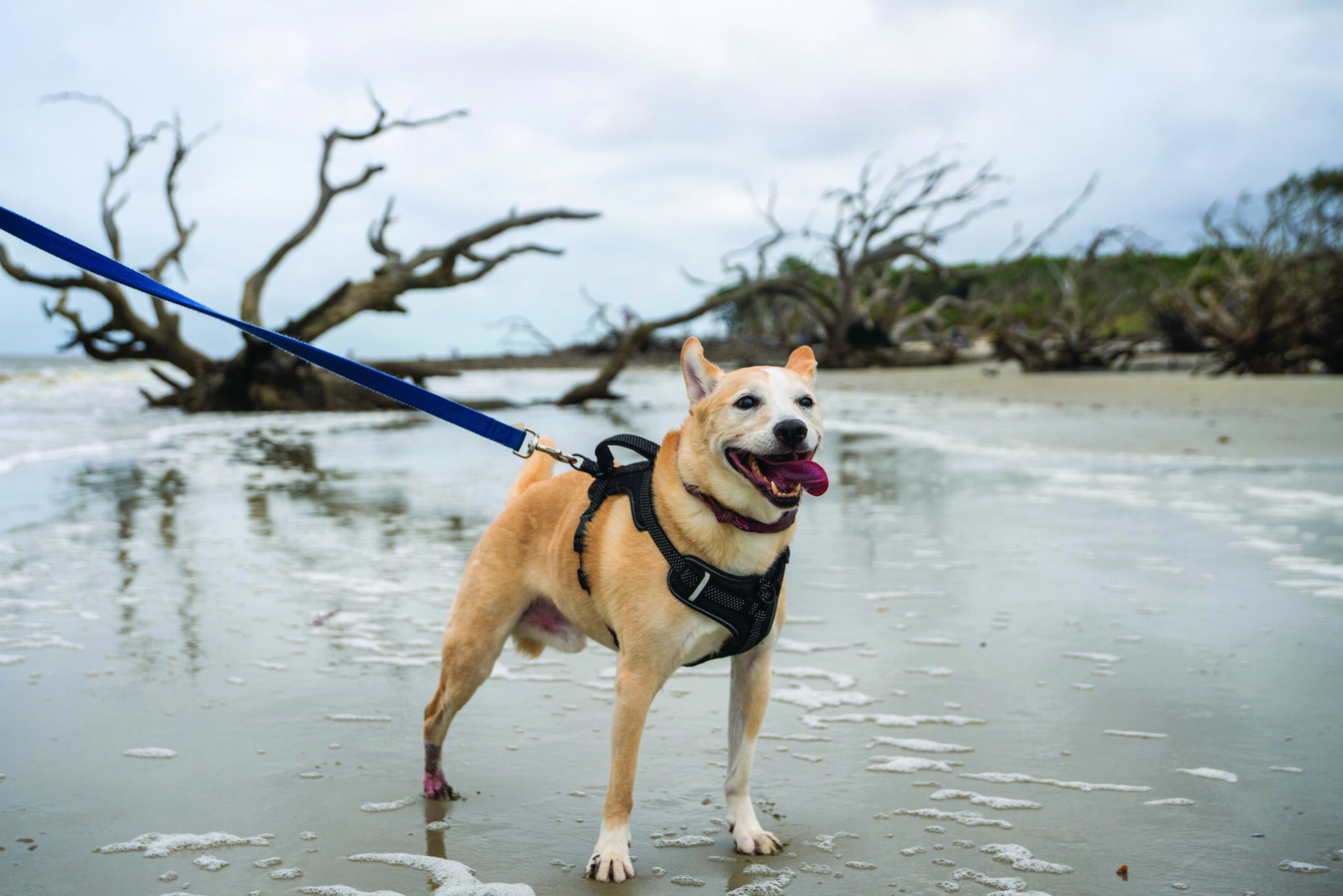 Salty Dog • Jekyll Island, Georgia • Vacation, Conservation, and ...